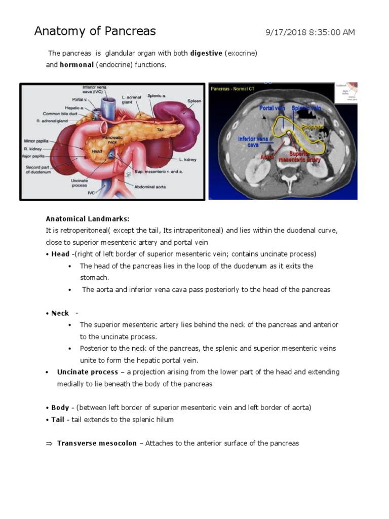 Anatomy of Pancreas | PDF | Pancreas | Gastroenterology