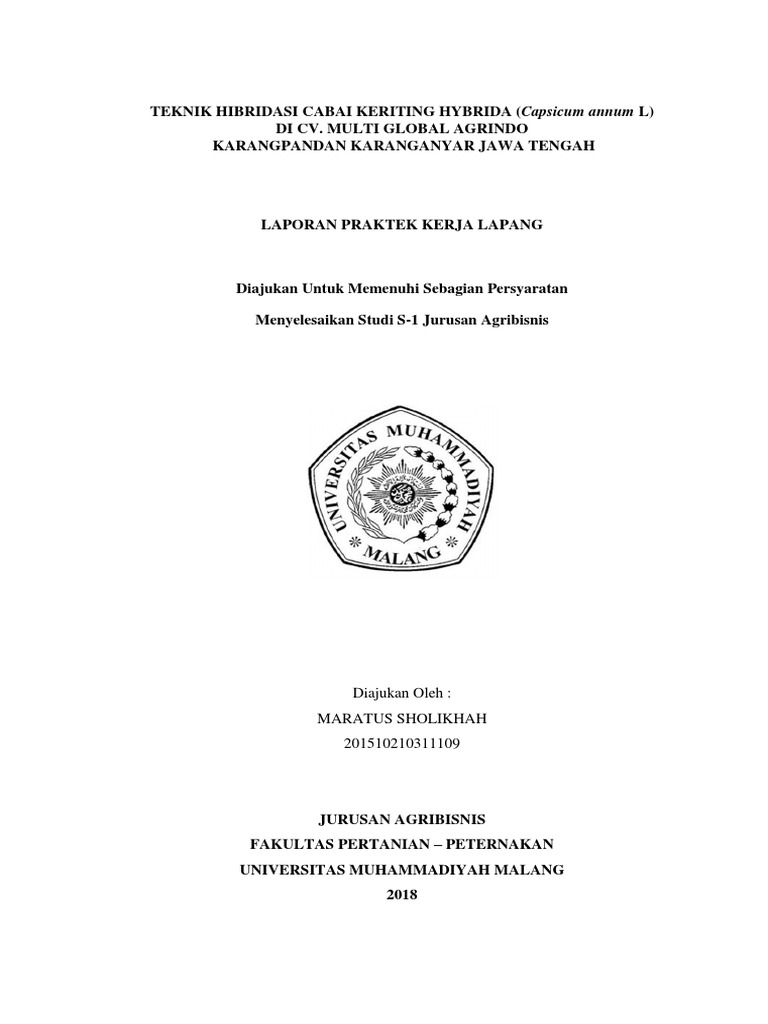 Hibridasi Cabai di CV Multi Global Agrindo | PDF