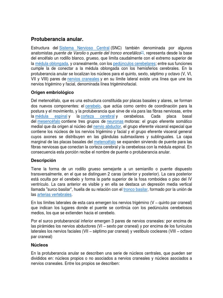 Protuberancia Anular | PDF | Anatomía | Neuroanatomía