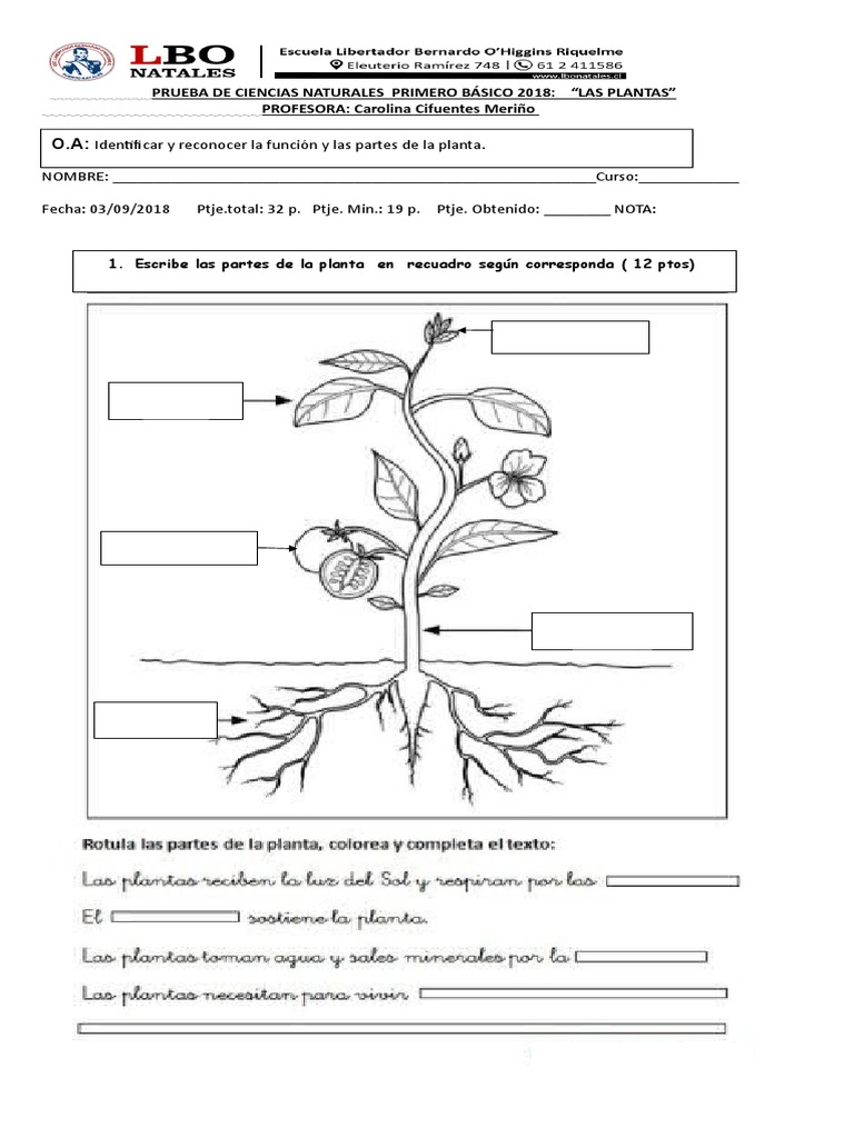 Prueba De Ciencias Naturales Primero Básico 2018: “Las Plantas ...