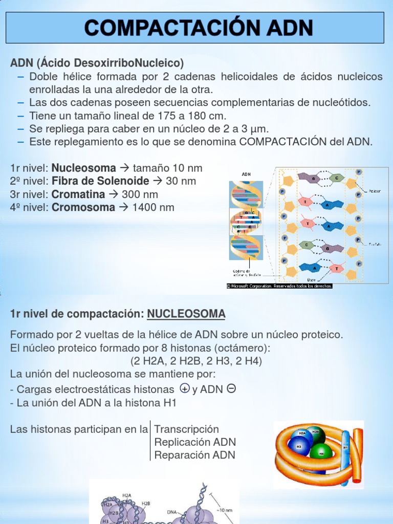 Niveles de Compactación del ADN | PDF | Cromosoma | Histona