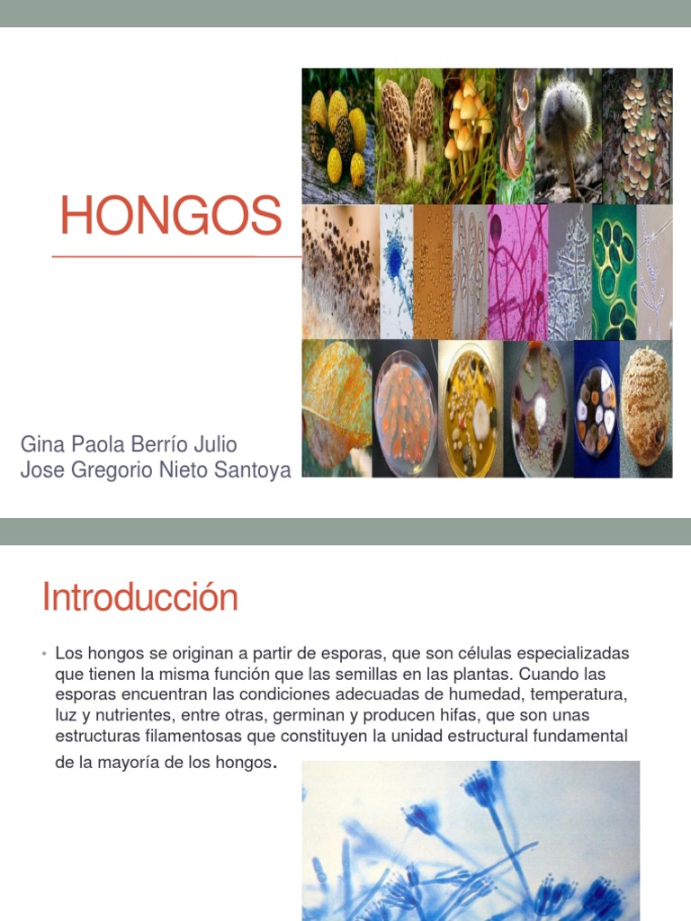 Hongos Diapositivas | PDF | Espora | Hongo
