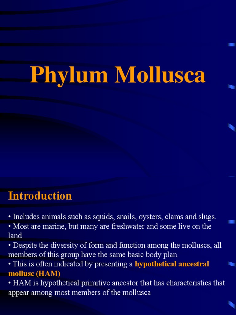 Phylum Mollusca: An Overview of Their Body Plan and Diversity | PDF ...