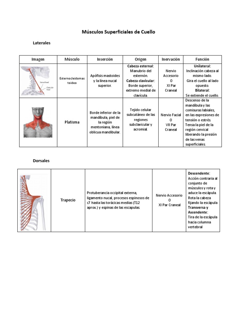 Resumen Musculos Cervicales | PDF | Sistema musculoesquelético ...