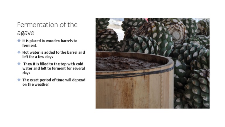 Fermentacion Del Agave | PDF