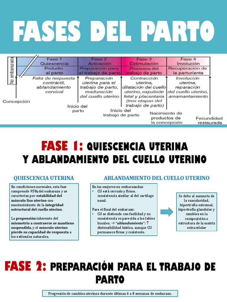 Fases Del Parto | PDF | Placenta | Parto