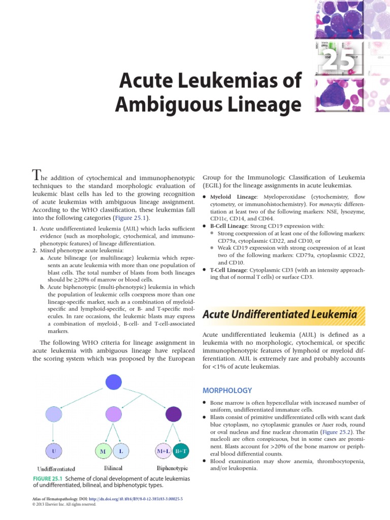 Acute Leukemias of Ambiguous Lineage | PDF | Leukemia | Immunology