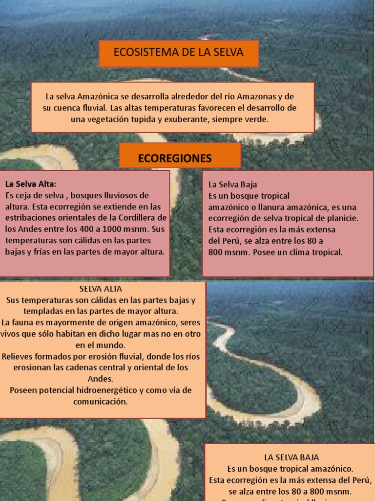 ECOSISTEMA DE LA SELVA.pptx