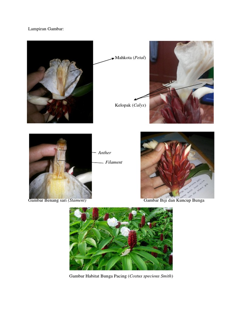 Identifikasi Bunga Pacing | PDF