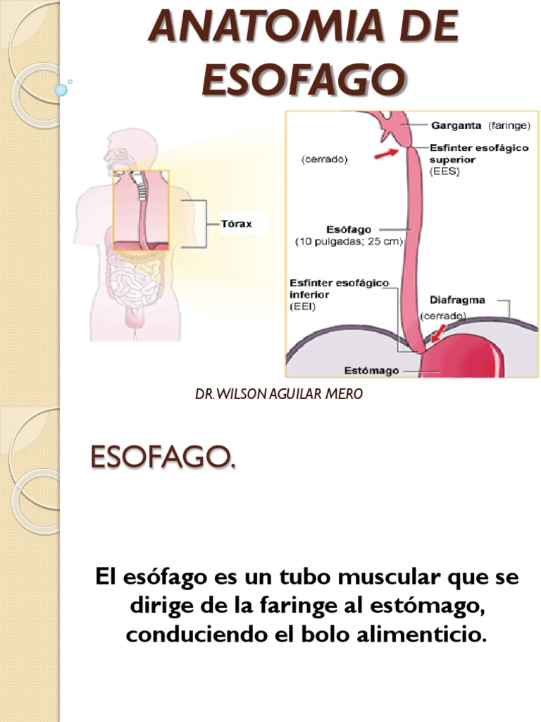 Anatomia Del Esofago 1 | Esófago | Nervio vago