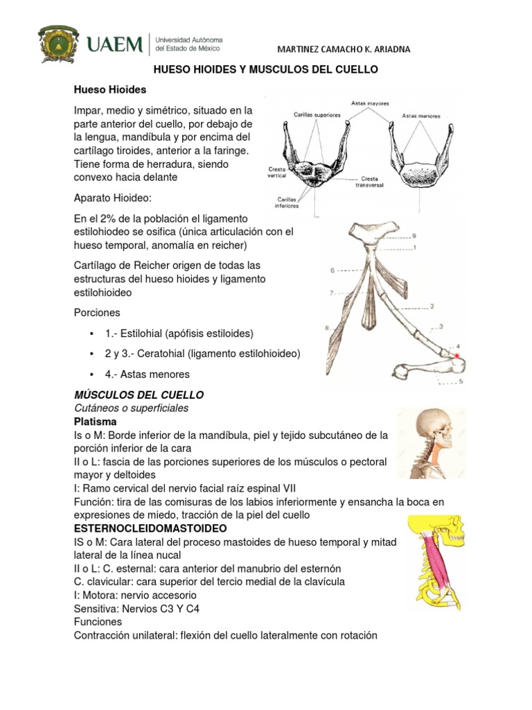 Hueso Hioides y Musculos Del Cuello | Anatomía de los primates | Cabeza ...
