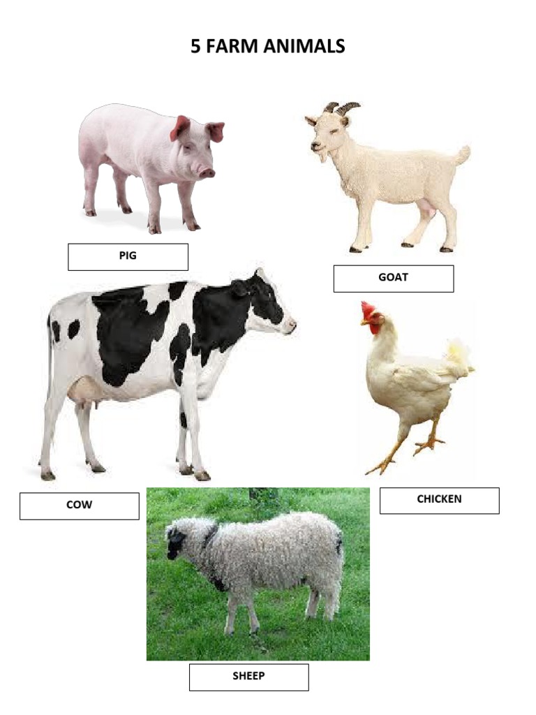 5 Farm Animals | PDF