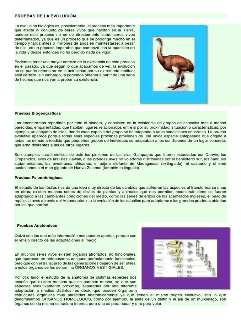 Pruebas de La Evolución | PDF | Evolución | Especies