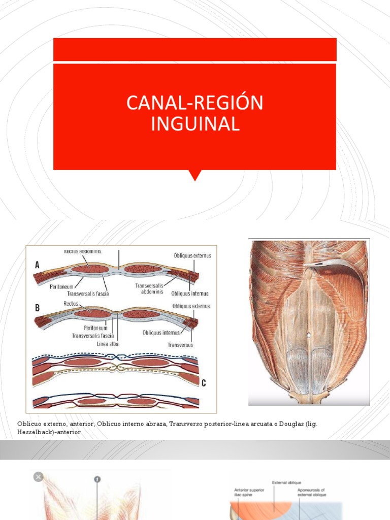 Conducto Inguinal | PDF