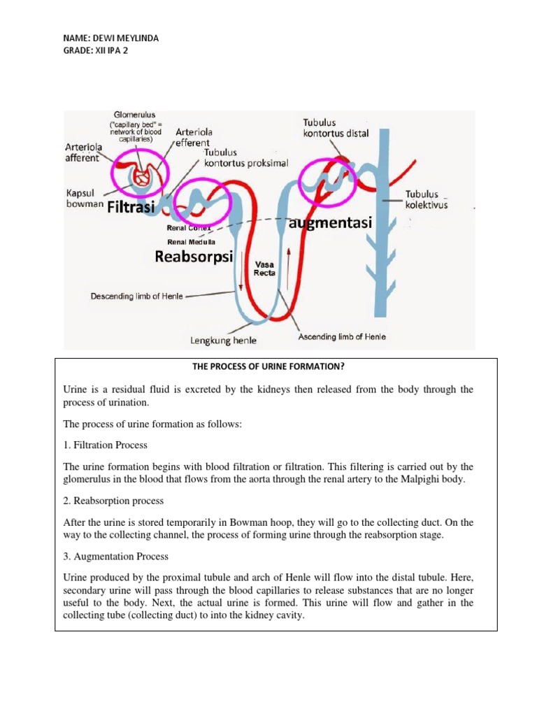 The Stages of Urine Formation: Filtration, Reabsorption, and ...