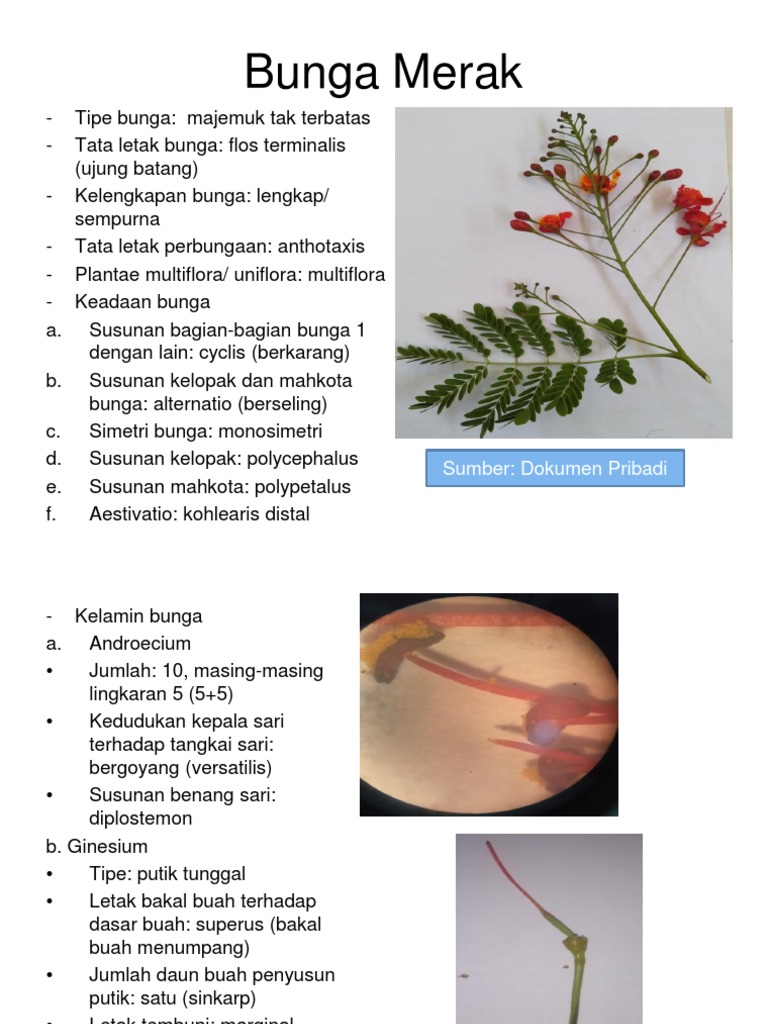Bunga Merak | PDF