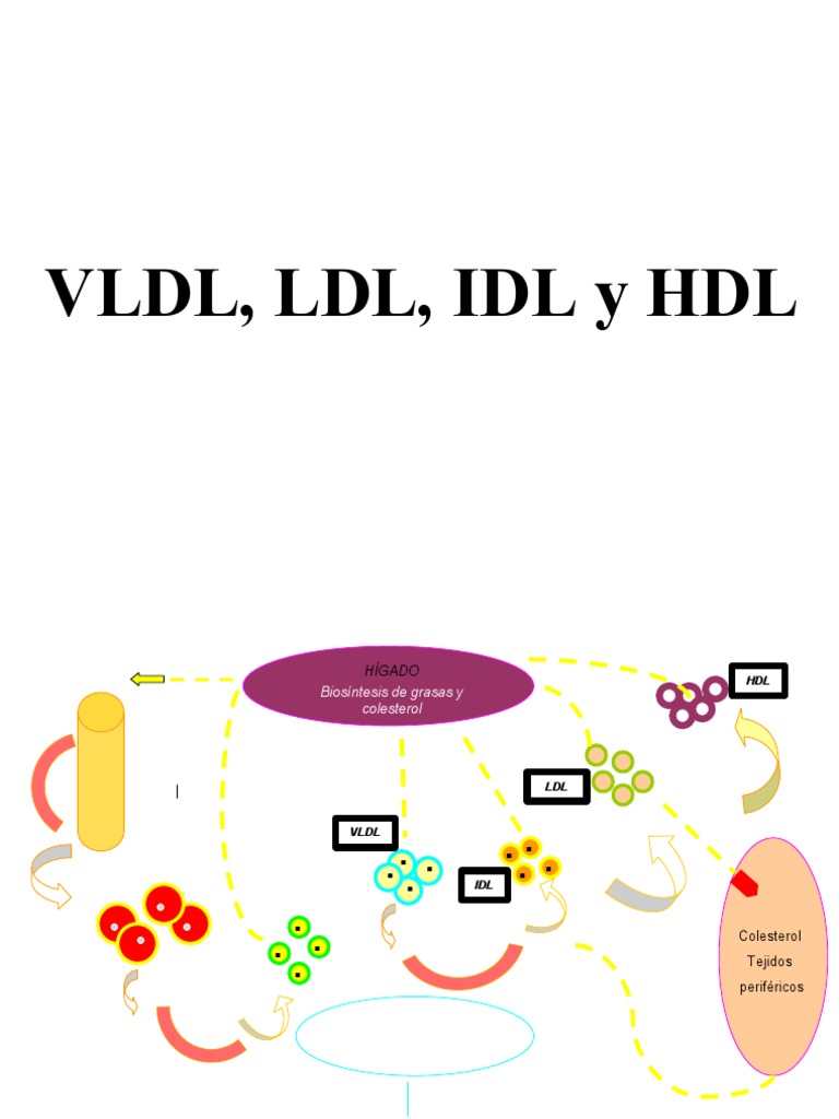 VLDL, LDL, Idl, HDL | PDF | Lipoproteína | Triglicéridos