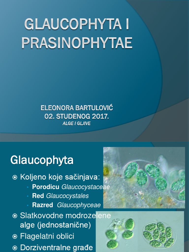 Glaucophyta I Prasinophytae | PDF