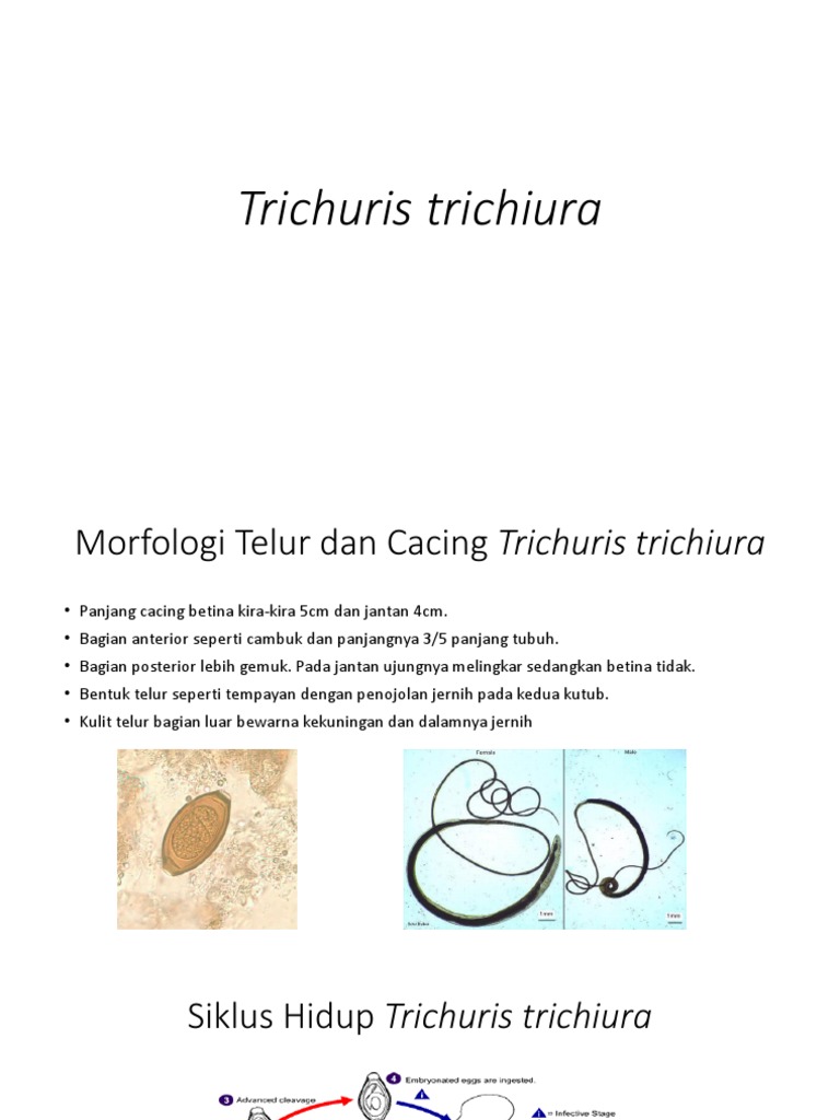 MORFOLOGI DAN SIKLUS HIDUP TRICHURIS TRICHIURA | PDF