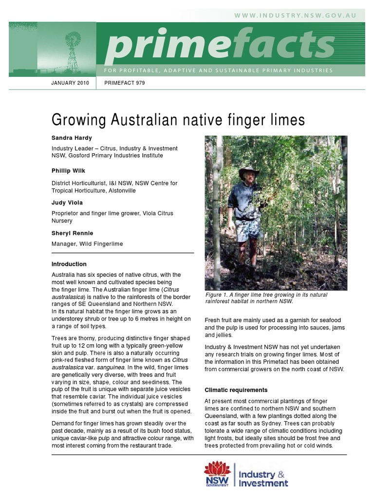 Growing Finger Limes PDF | PDF | Citrus | Trees