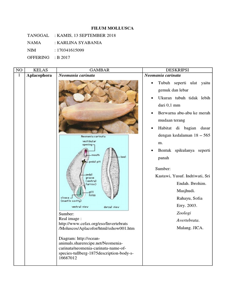 Ciri-Ciri Klasifikasi Filum Mollusca | PDF