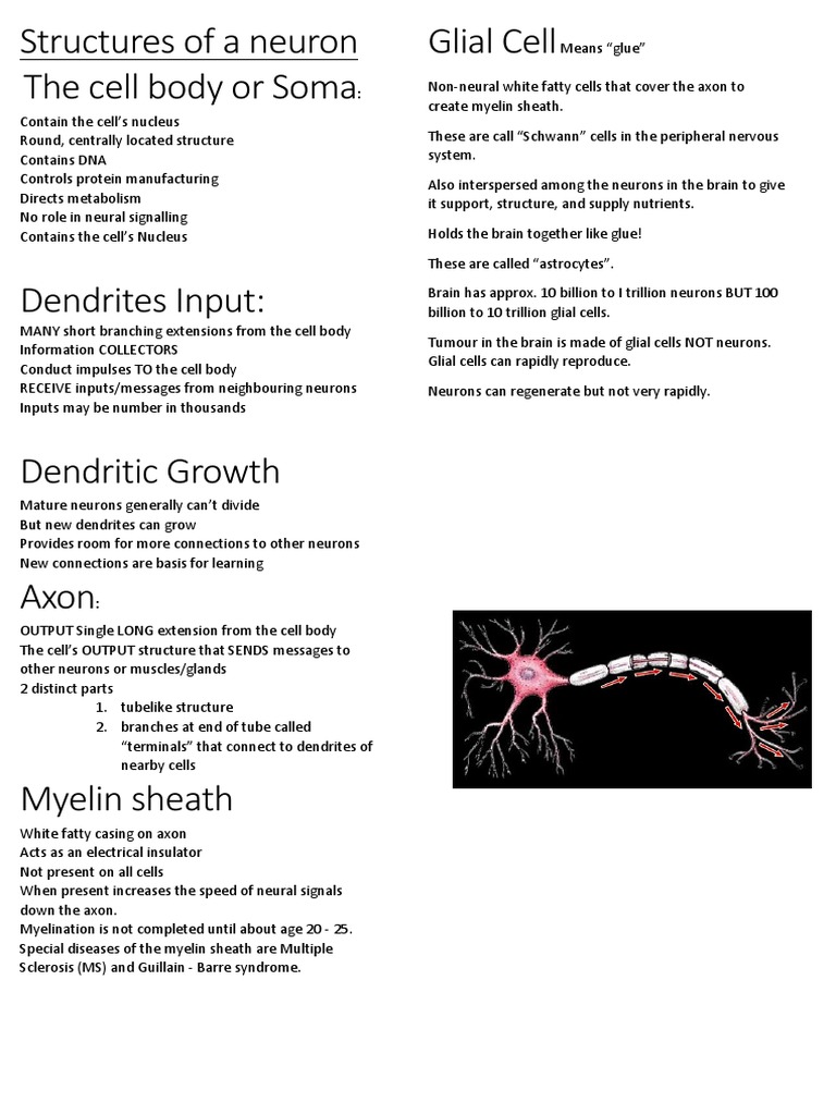 Structures of A Neuron | PDF