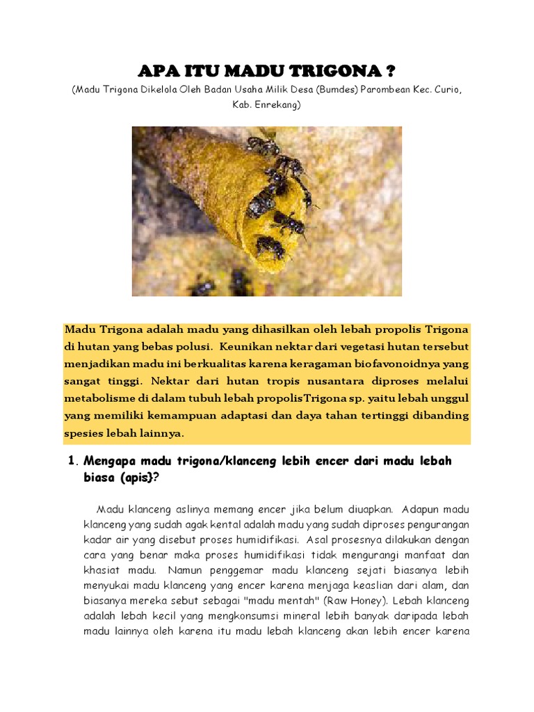 Apa Itu Madu Trigona | PDF