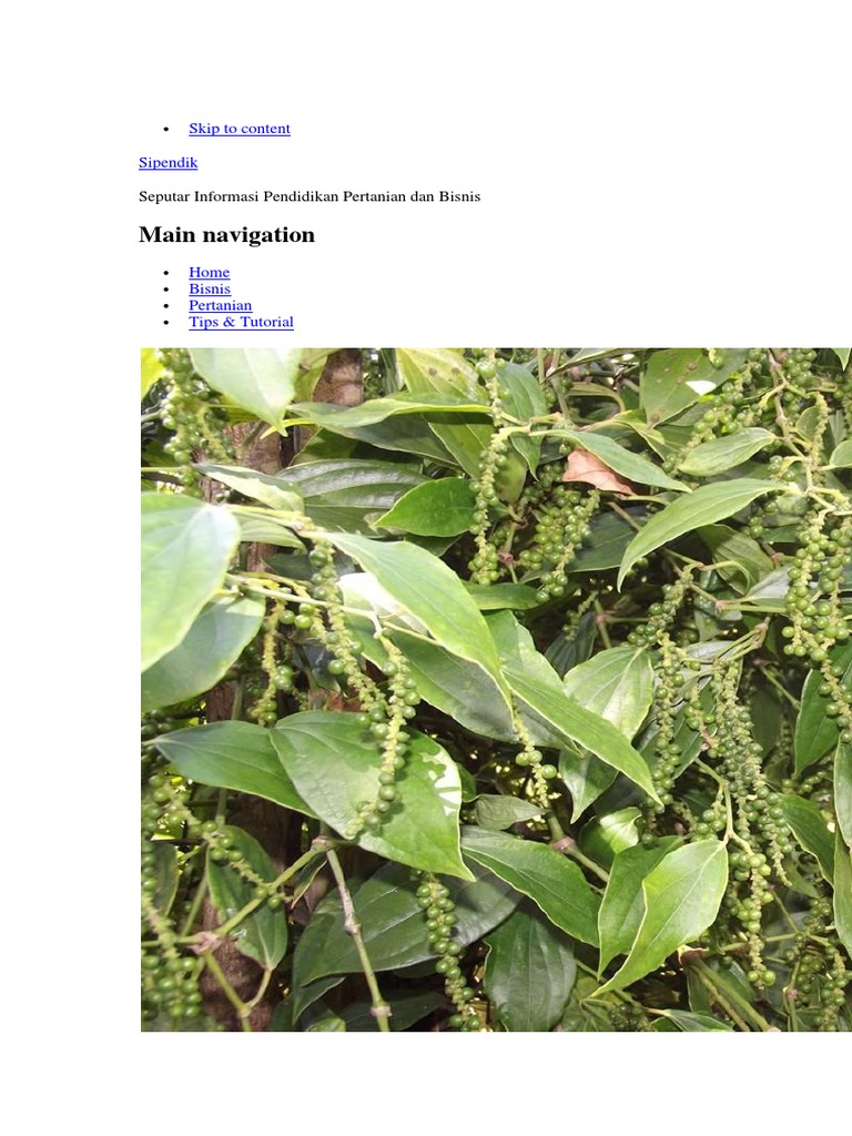 Budidaya Lada Perdu Anda Panjat Goerkey | PDF | Teknologi & Rekayasa