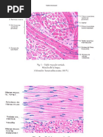 Condrogénesis y Crecimiento Del Cartílago | PDF