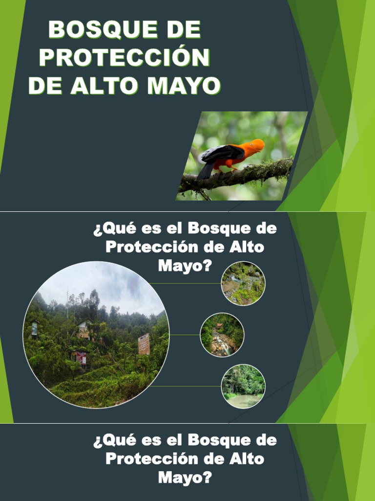 Bosque de Protección Alto Mayo | PDF | Los bosques | Clima