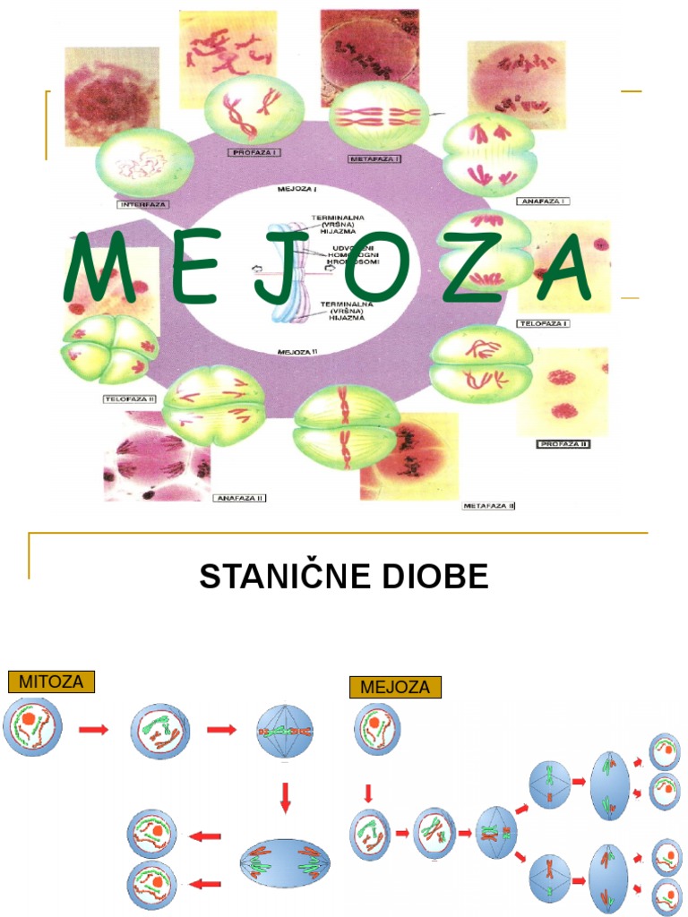 MEJOZA | PDF