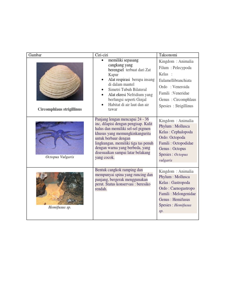 Gambar Mollusca | PDF