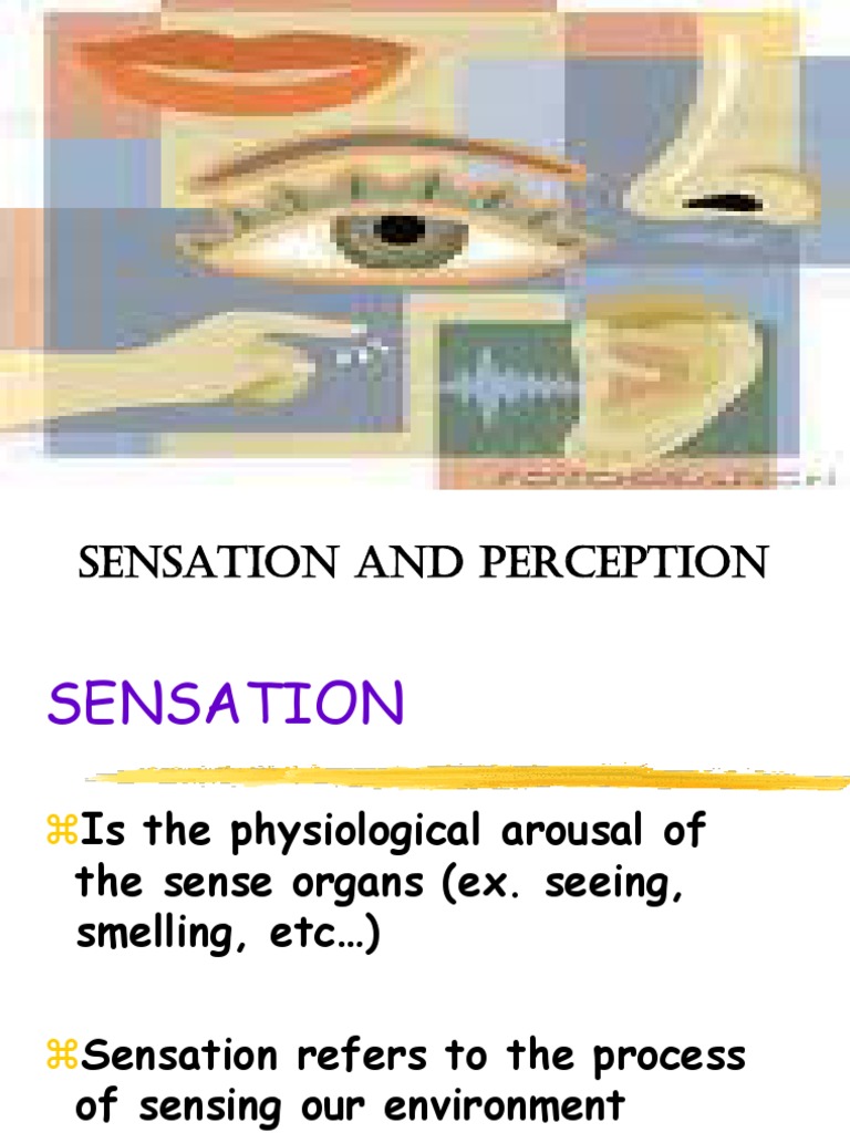 Sensation Perception | PDF | Senses | Perception