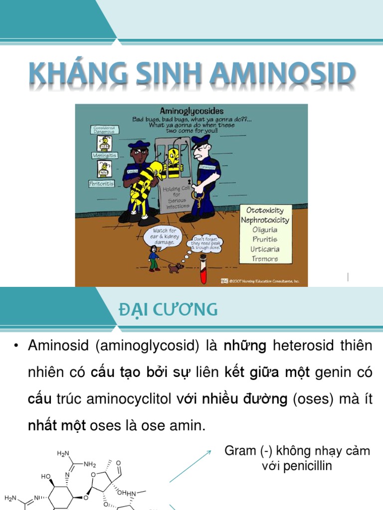 Kháng Sinh Aminosid PDF | PDF