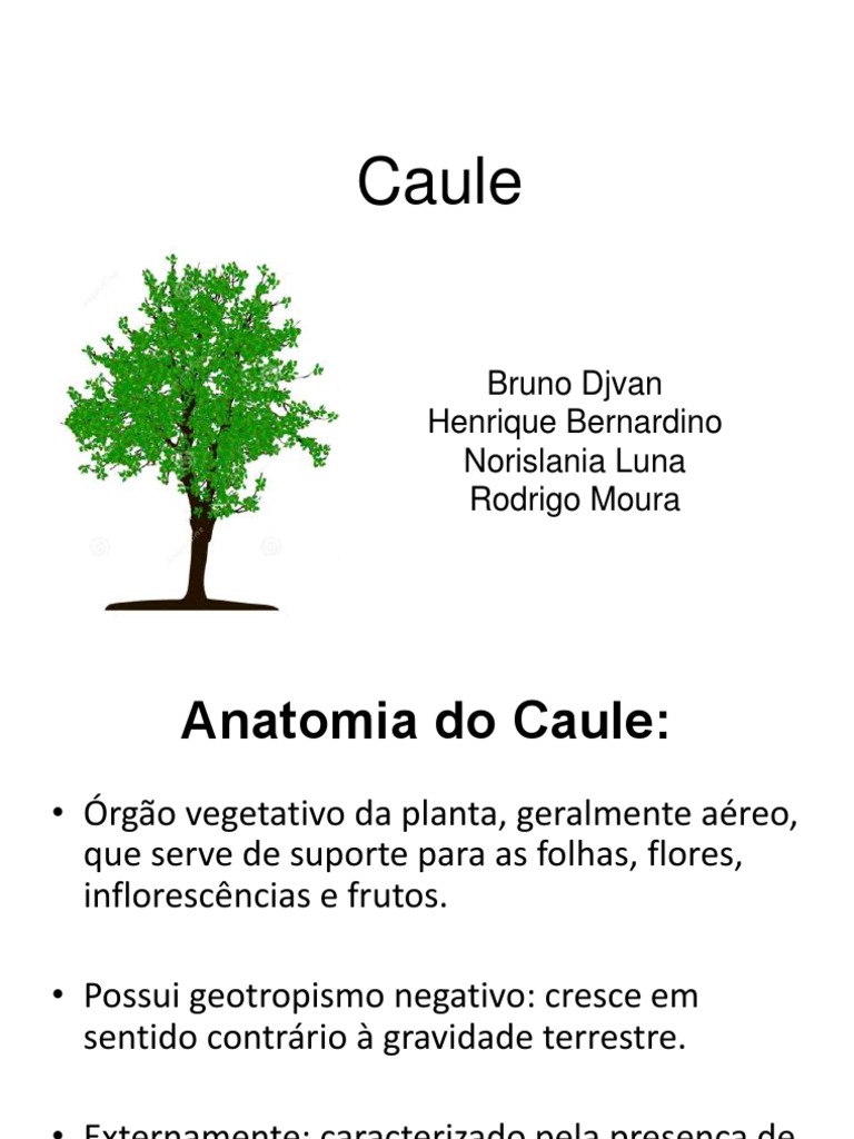 Anatomia e tipos de caules em | PDF | Horticultura e jardinagem | Áreas ...