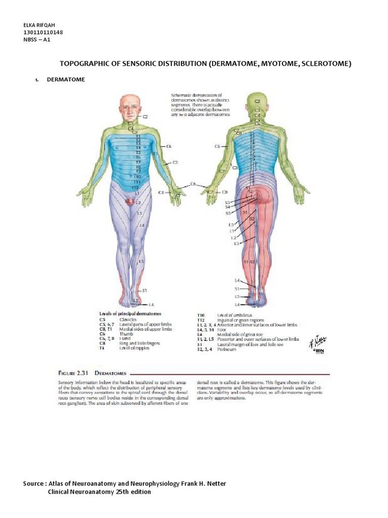 Sclerotome Dermatome Myotome