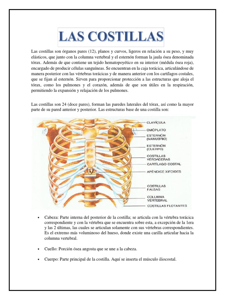 Tarea de Anatomia #5 Costillas | PDF | Tórax | Vértebra