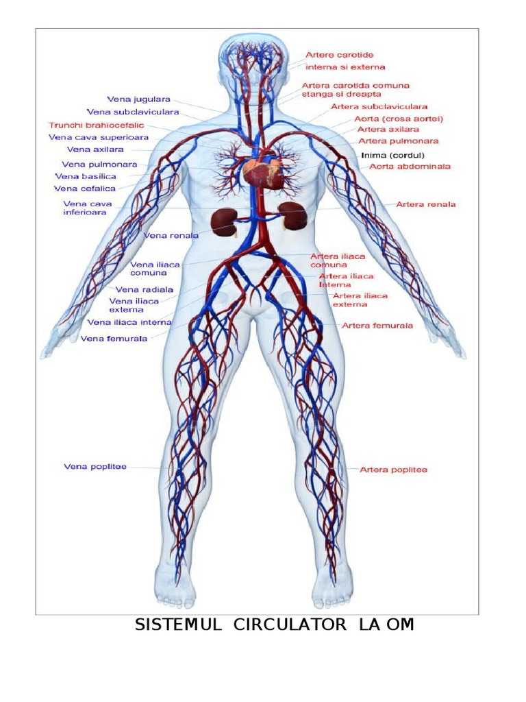 Sistemul Circulator la Om - Proiect la Biologie.pdf