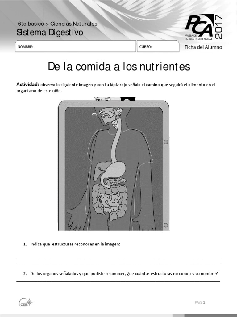 Ficha 6 Sistema Digestivo. | PDF | Sistema digestivo humano | Digestión