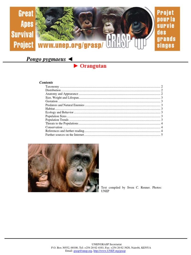 Unep Orangutan Fact Sheet | PDF | Orangutan | Ape