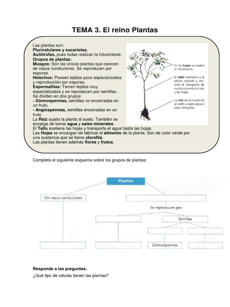 Cuadernillo Las Plantas | PDF | Flores | Plantas