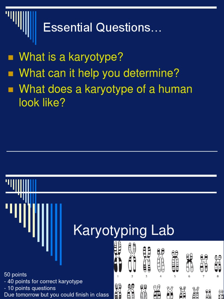 Karyotyping Lab | Download Free PDF | Karyotype | Chromosome