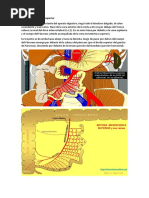 Irrigación e Inervación del Colon | PDF | Intestino grueso | Recto