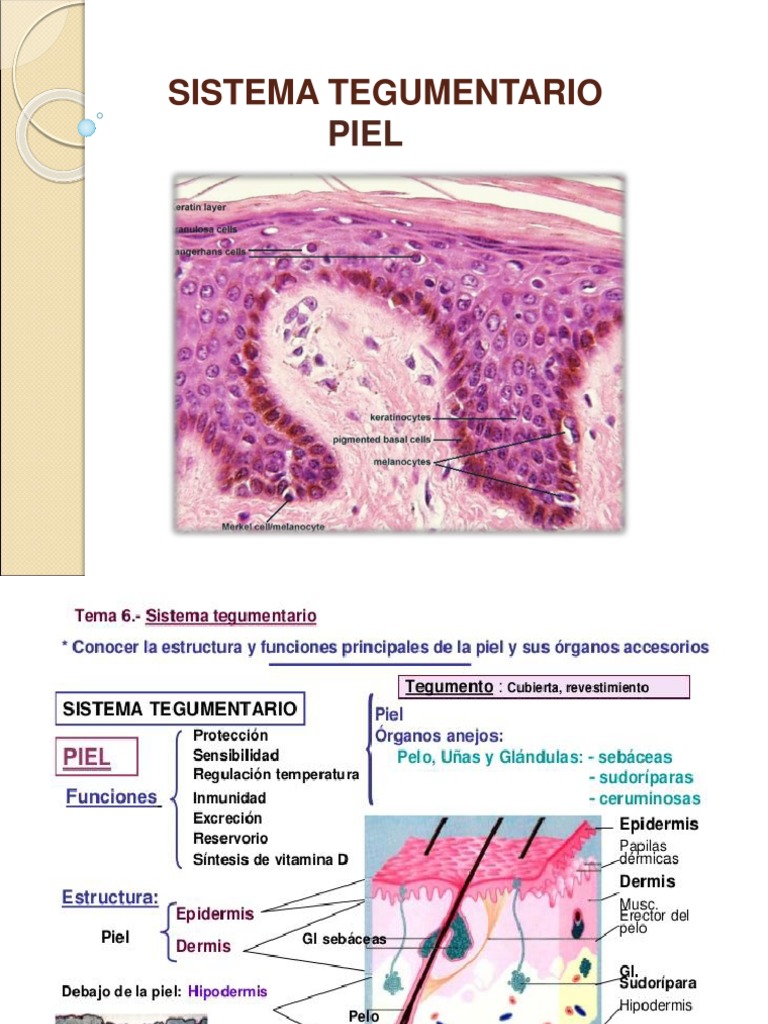 Sistema Tegumentario Piel | Descargar gratis PDF | Piel | Sistema tegumentario