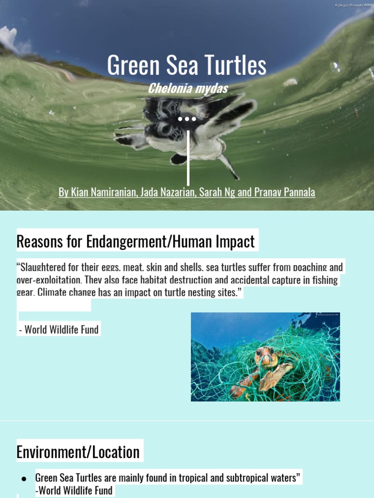 Green Sea Turtles | PDF | Sea Turtle | Turtle