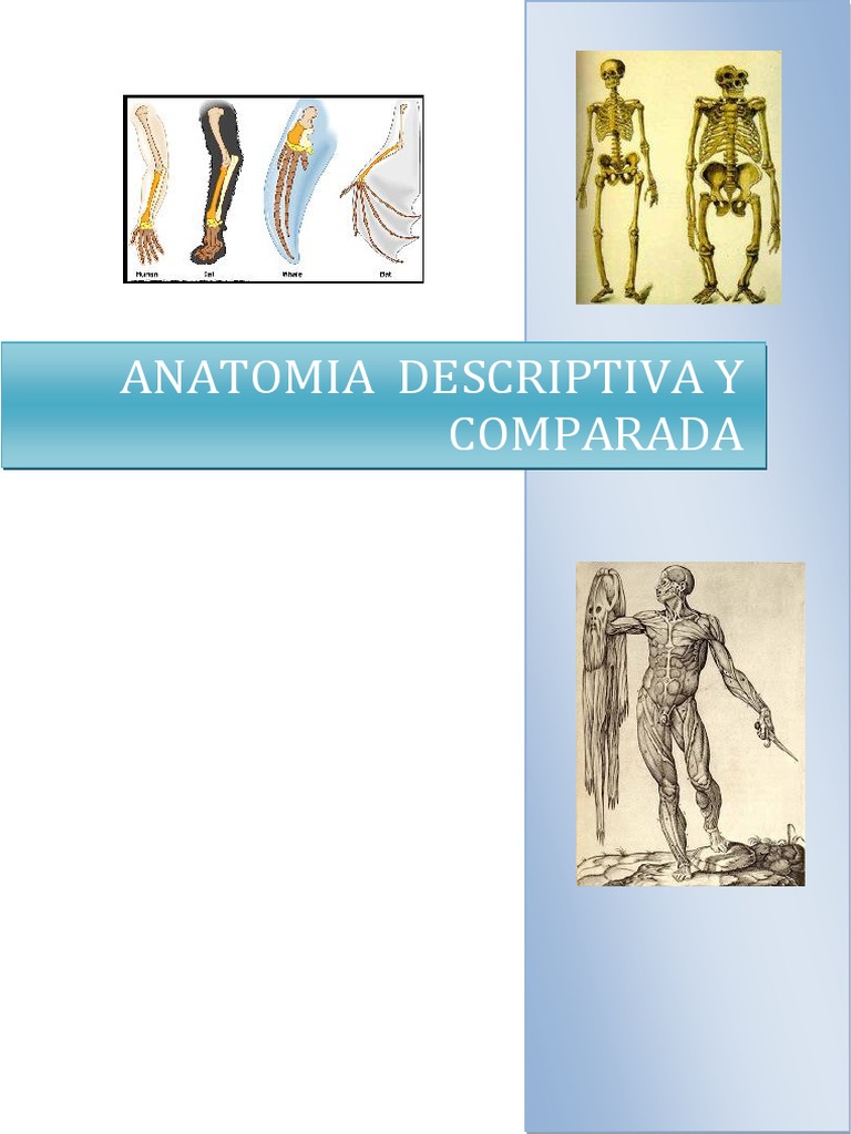 Anatomía Descriptiva y Comparada | PDF | Homología (biología) | Analogía