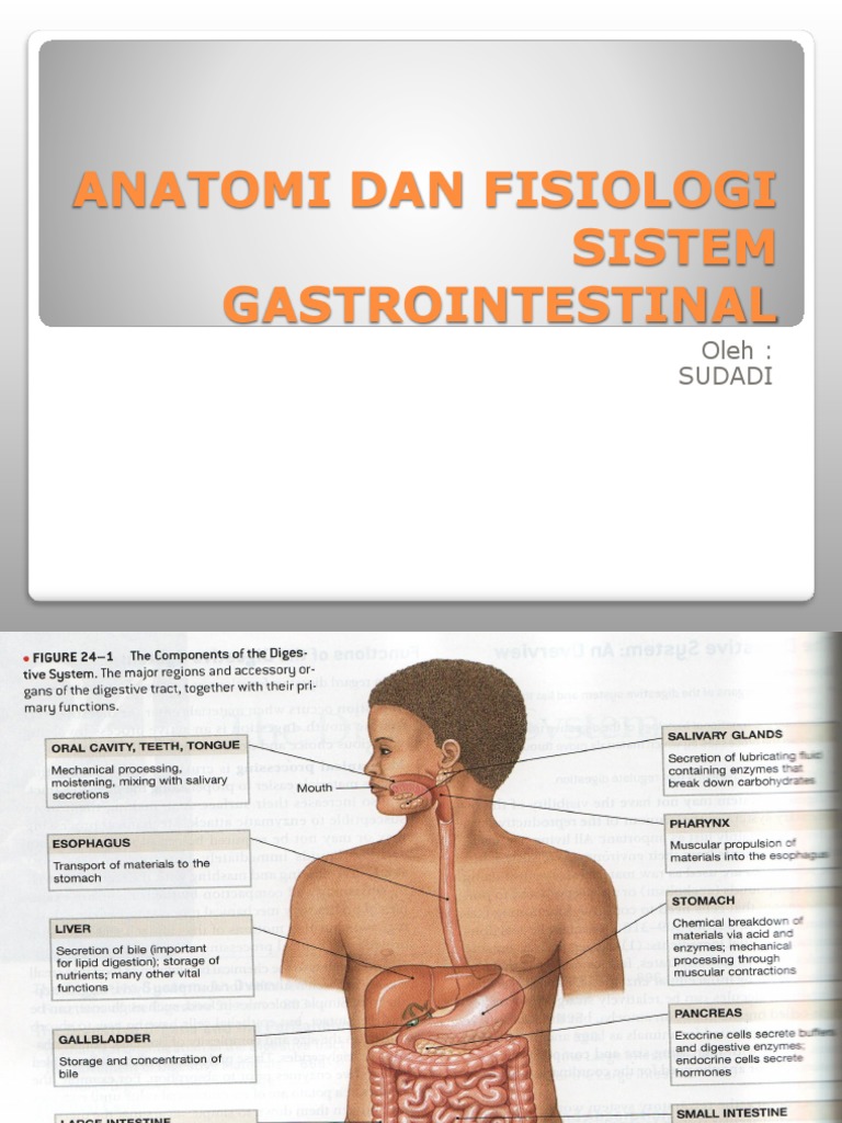 Anatomi Dan Fisiologi Sistem Gastrointestinal | PDF Anatomi Dan Fisiologi Sistem Gastrointestinal | PDF