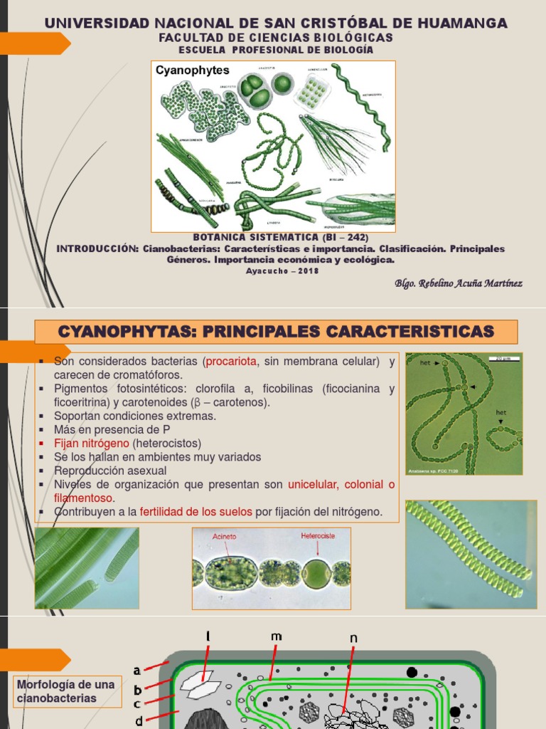 Cyanophytas | Cianobacterias | Biología Celular)