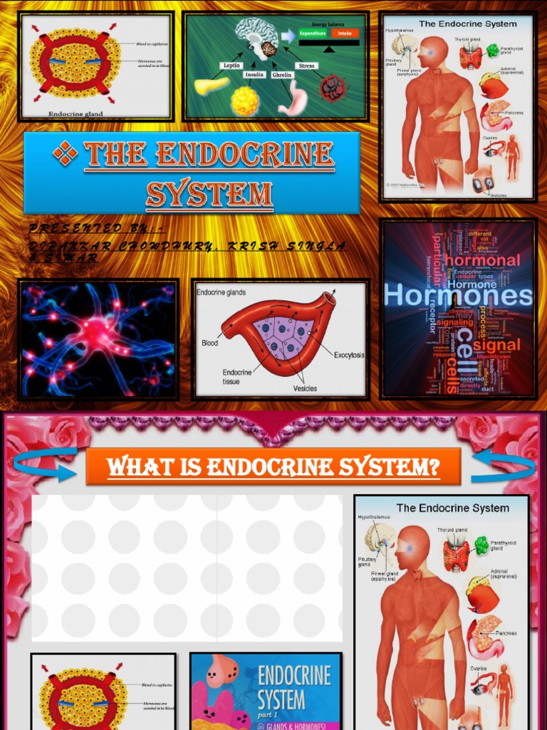The Endocrine System | PDF