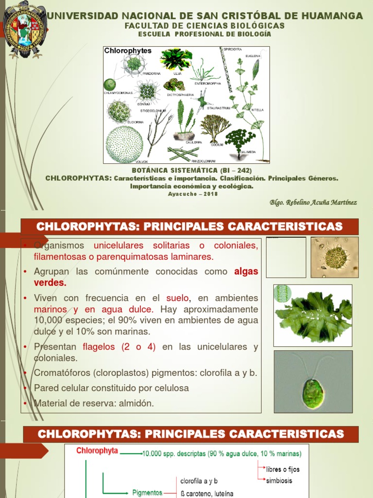 Clorophytas | PDF | Algas | Reproducción